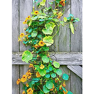 Pea Trellis Green Bean Trellis for Garden - 2 Pack Sugar Snap Tower Stretchable to 53.6 in, Metal Climbing Plant Growing Cage Support for Cucumber Vine Indoor Outdoor (Stick Not Include)
