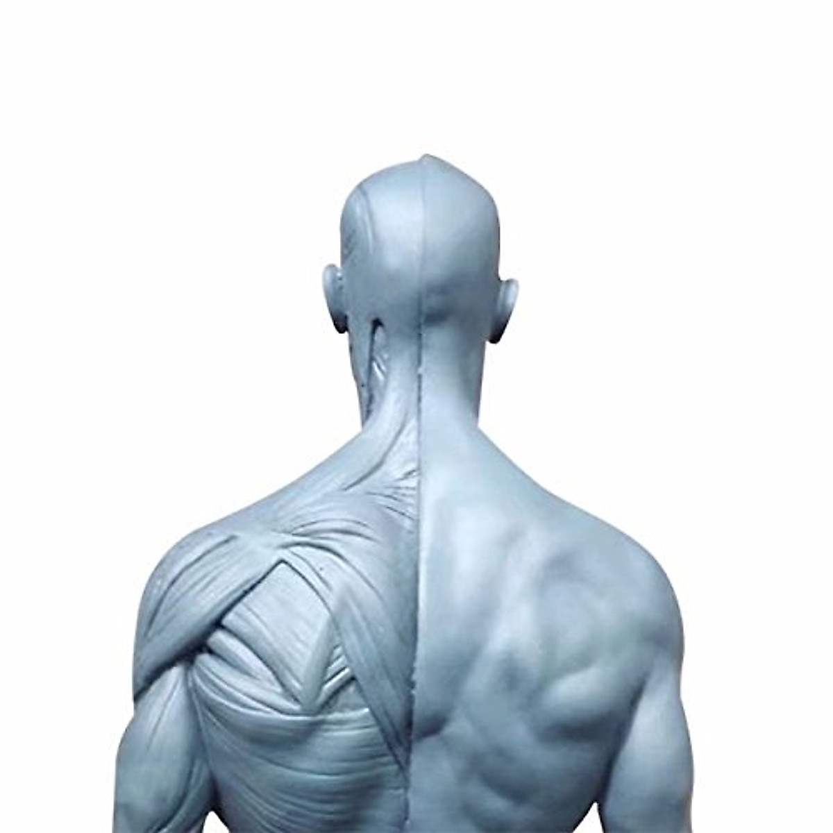 BoNew-Oral 30CM Human Anatomical Anatomy Skull Head Body Muscle Bone Resin Model