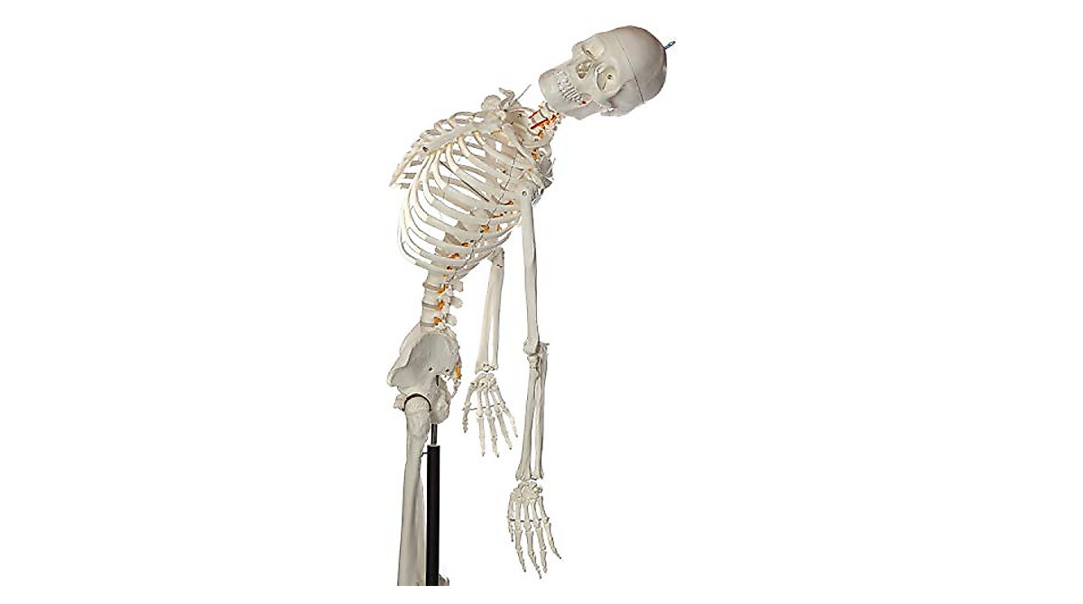 Axis Scientific Flexible Life-Size Skeleton Anatomical Model, Bundle ...