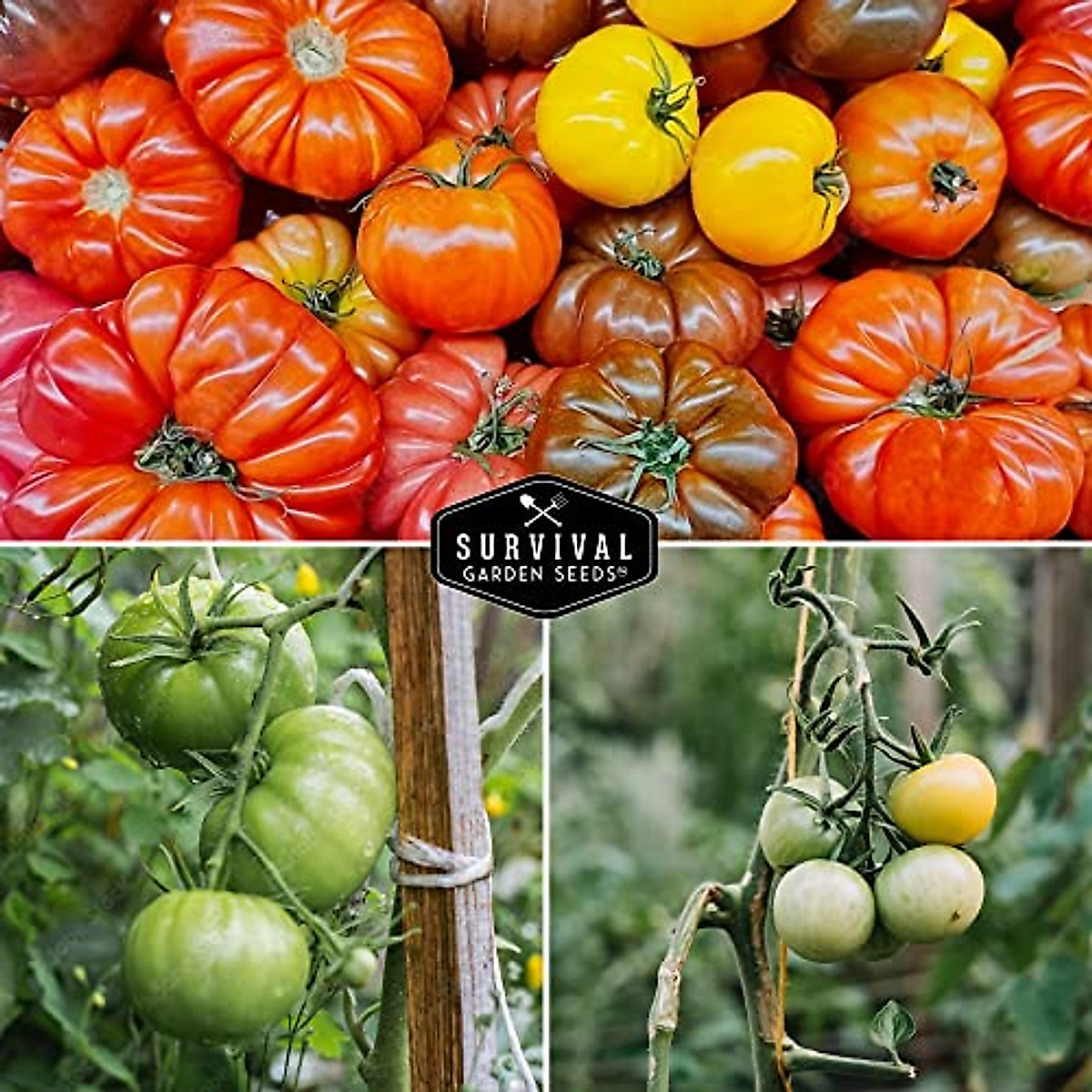 Survival Garden Seeds Colorful Tomato Collection - Black Krim, Great White, Aunt Ruby’s German Green, Hillbilly, & Cherokee Purple Tomato Packets - 5 Delicious Non-GMO Heirloom Varieties