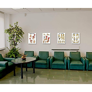 Foot and Ankle, Hand and Wrist, Shoulder and Elbow, Hip and Knee Anatomical Poster Set, size 12Wx17T