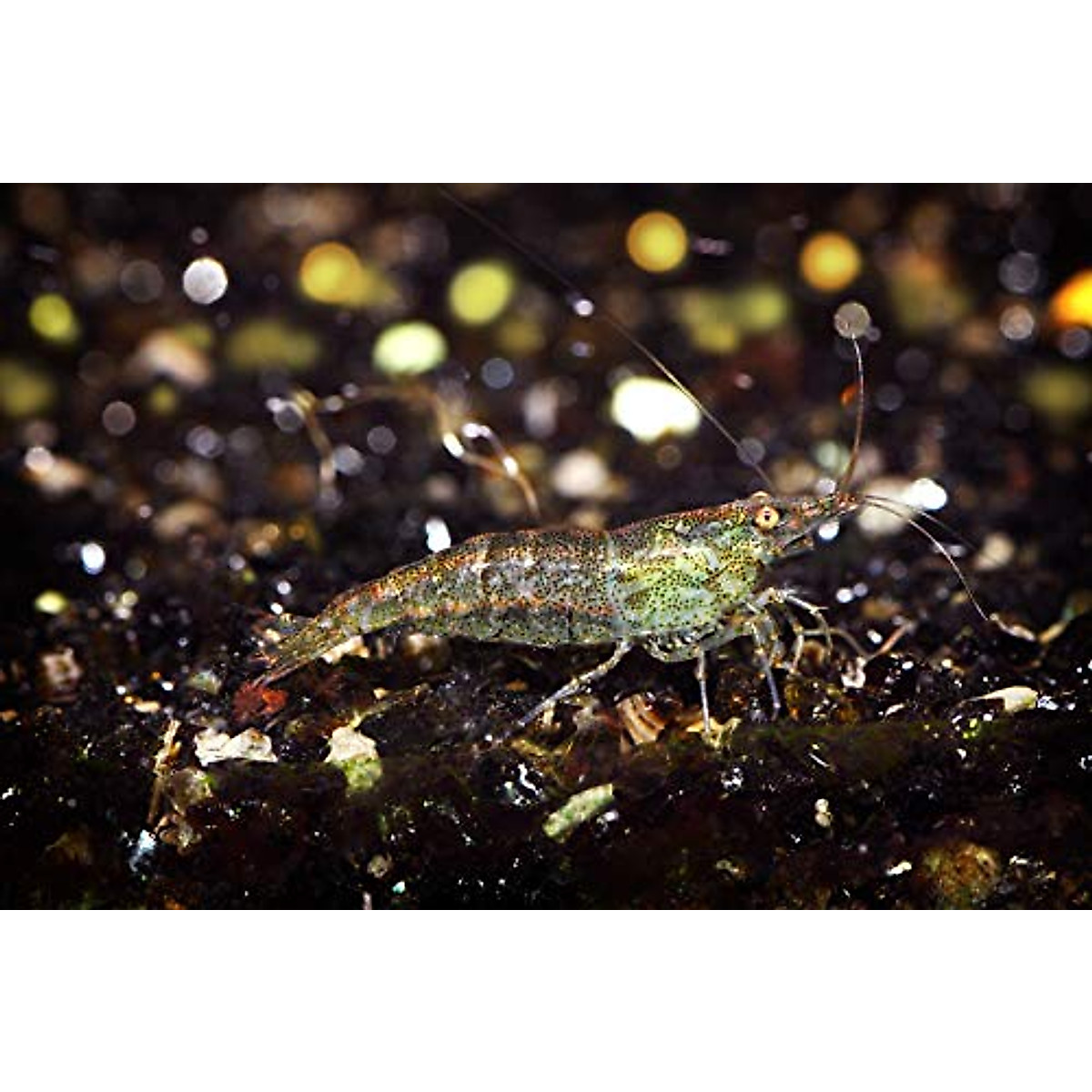 AQUATICBLENDEDFOODS Super Freshwater Shrimp,Snail & Crayfish Food Mix - ABF109 (Veggie & Krill, 4oz)