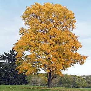 CHUXAY GARDEN 20 Seeds Acer Saccharinum,Silver Maple,Water Maple,Swamp Maple,White Maple Common Fast-Growing Deciduous Tree Great for Garden and Street