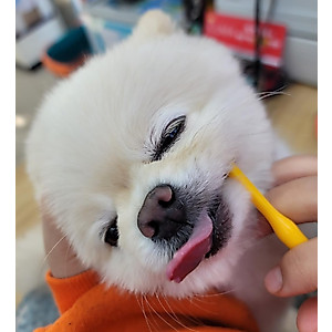 Gaeulhouse Tiny Small and Medium Dog Toothbrush Made in Korea Toothbrush Bristles That are Soft and Do Not Irritate Your Dog’s Gums Small Toothbrush Grip and Excellent Tartar Removal (4pcs)