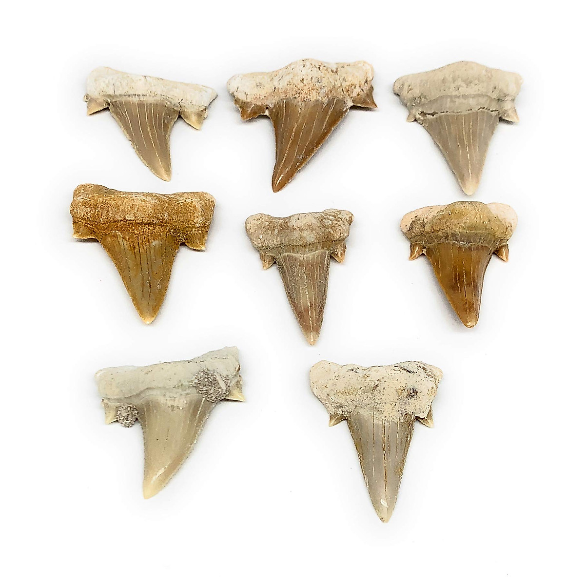 8 Pieces Lot, 47.3g, 1.1"- 1.4" Small Natural Fossilized, Fossils Fish Shark Tooth, Shark Teeth from Morocco,B12750