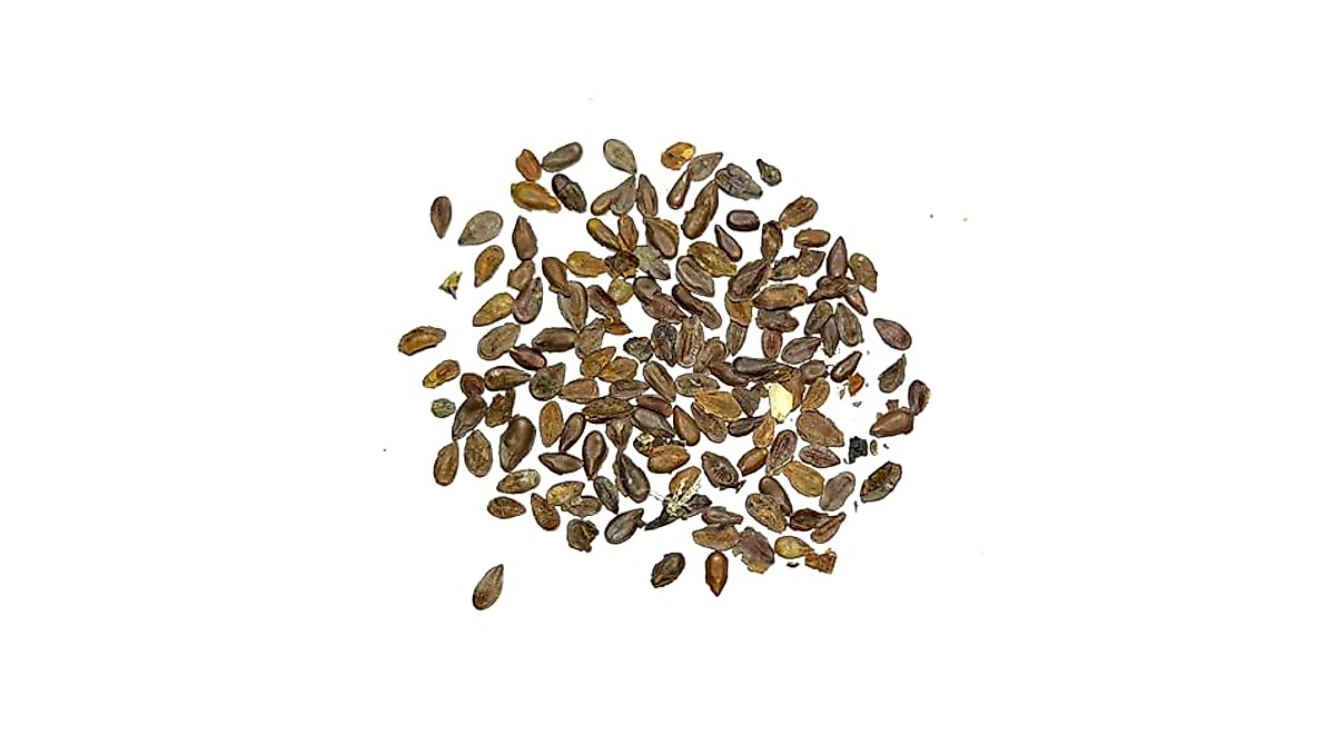 Grow Pink Swamp Milkweed Seeds - Attract Monarchs Now