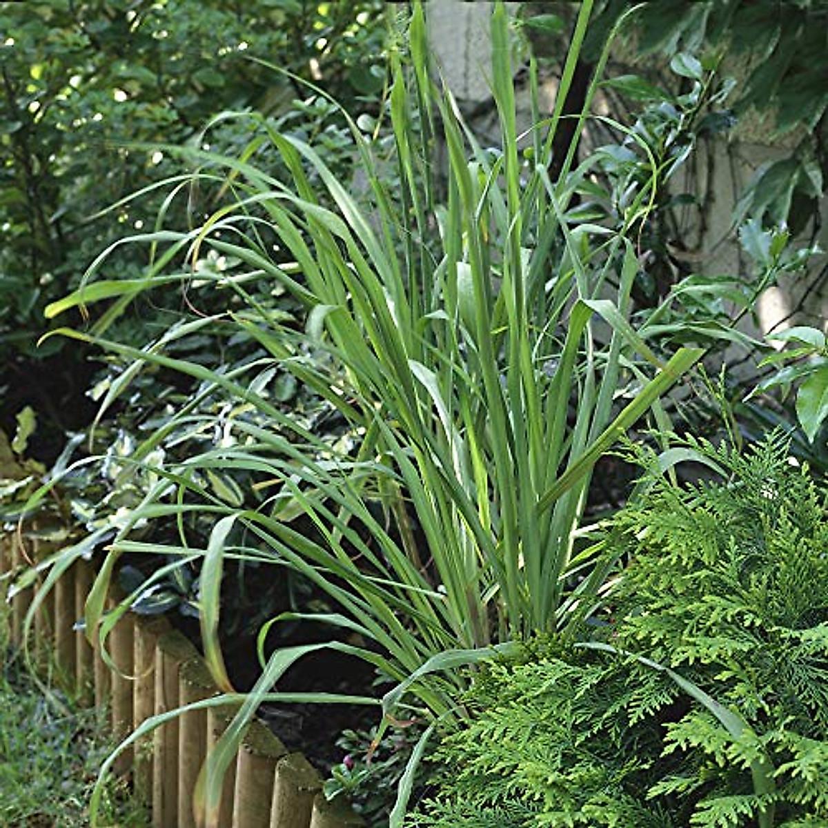 Outsidepride Cymbopogon Lemon Grass Aromatic, Fragrant Ornamental & Culinary Herb Garden Plant - 1000 Seeds