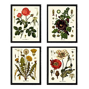 Botanical Flower Set of 4 Art Prints Antique Beautiful Red Rose Poppy Large Black Hollyhock Dandelion Spring Summer Garden Home Room Wall Decor Unframed KOH