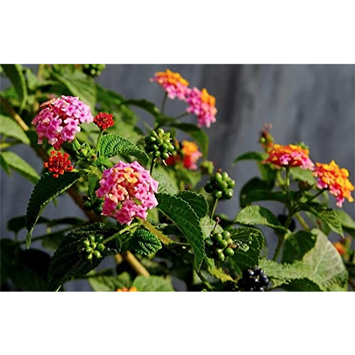 Lantana Camara Seeds Garden Ornamental Flower Plant Seeds Multi Colors 100Pcs