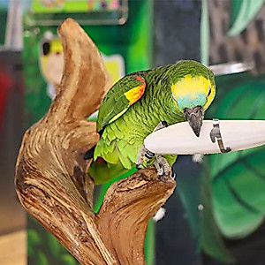 DQITJ 4 Pcs Cockatiels Cuttlebones Cuttlefish Bones for Birds Cockatiels All Parrots Lovebirds Small Conures Mynahs Toucans African Greys Parakeets Budgies Finches Canaries (6.3 inch)