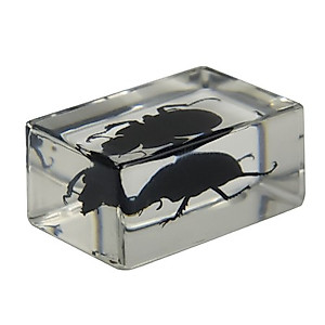 Celestron 44407 3D Bug Specimen Kit #1 (Black, Brown, Yellow)