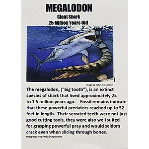 MEGALODON TOOTH Fossil SHARK 2.901 inches - Up to 25 Million Years Old #1516 5o