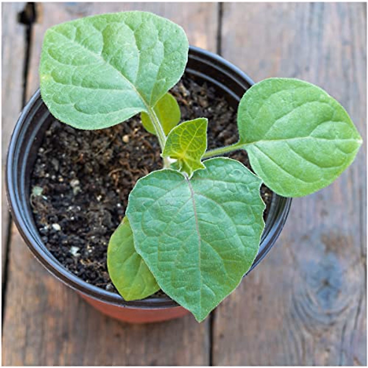 Seed Needs, Chinese Lantern Seeds for Planting (Physalis Alkekengi) Heirloom & Open Pollinated - Orange Ornamental Pods (2 Packs)