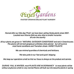 Pixies Gardens Elberta Peach Tree Live Plants Large, Yellow with a Red Blush. Yellow Flesh, Very Juicy, Good Flavor, Freestone (5 Gallon, Potted)