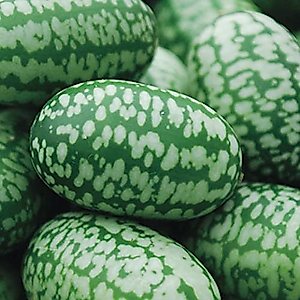 Cucamelon Seeds 35 Seed Pack Mexican Sour Gherkin, Mouse Melon 35 Seeds