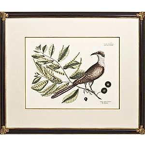 The Cuckow of Carolina & The Chinkapin