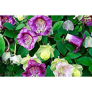 Seeds Cathedral Bellx Mix Cup and Saucer Vine (Cobea) Flowers Beautiful Hanging Annual Garden for Planting Non GMO