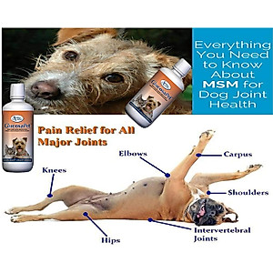 Omega Alpha Pets Performance and Mobility- GlucosaPet (1L)