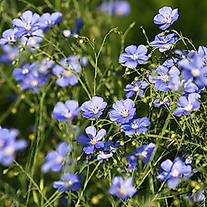 Outsidepride Linum Sky Blue Common Flax or Linseed Garden Flower Plant Seeds - 1000 Seeds