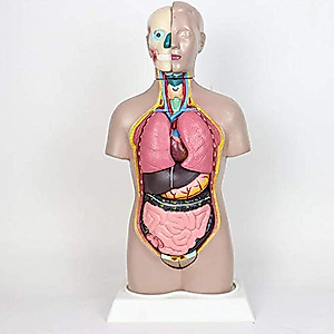KINOFU Educational Model, Assembly Educational Model 42Cm Human Torso Anatomy Model Human Internal Organs Anatomical Model for Teaching Aids for School,Education Teaching Aids