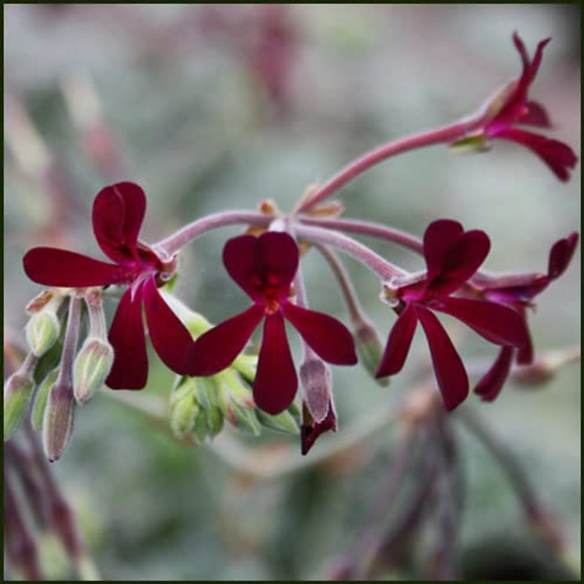 CHUXAY GARDEN Pelargonium Sidoides,African Geranium,South African Geranium 30 Seeds Lovely Red Flowers Showy Accent Plant Striking Flowering Plants Great for Planting