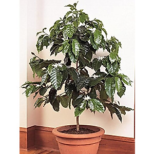 Seeds4planting - Seeds Arabian Coffee Tree Dwarf Plant Mountain Perennial Flowers