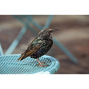 Tamron SP 70-200mm F2.8 Di VC USD Telephoto Zoom Lens for Canon (Model A009E) - International Version (No Warranty)