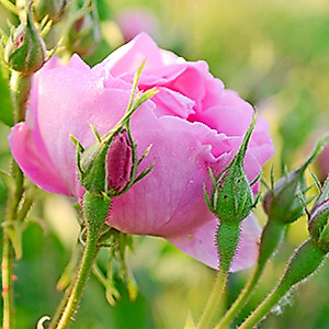 Rosense Shampoo & Conditioner & Shower Gel Bath Set