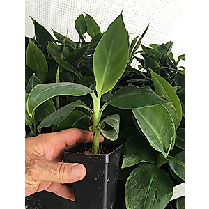 Grand Nain Chiquita Banana Tree - Live Dwarf Banana Plant