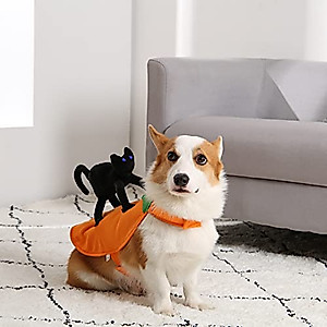 Small Dogs Cats Halloween Costume, Puppy Adjustable Cloths with Black Cat Pumpkin Decoration, Funny Pet Cosplay for Halloween Party, M