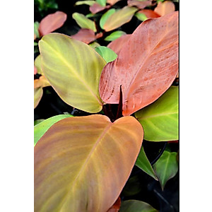 Philodendron Plant Prince of Orange Live Plant - 4'' Pot Houseplant Ornaments Perennials Garden Growing Planting Can Grow Well Pots Gift