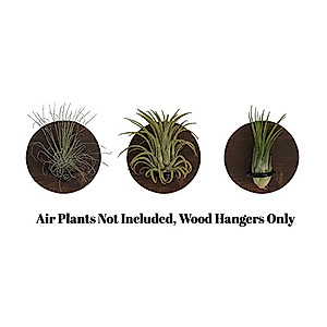 Set of 3 Air Plants Holders - Real Wood Live Air Plant Holders - Three 3 1/2" Wood Circles - Airplant Planter Holder