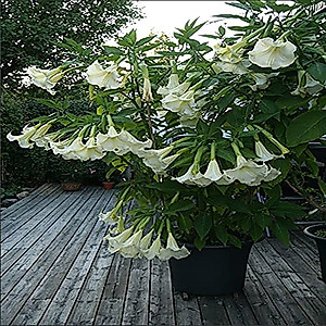 10 White Angels Trumpet Seeds,Snowy Angel's Trumpet,Brugmansia Suaveolens,Beautiful Flowers,Garden& Outdoors-QAUZUY GARDEN