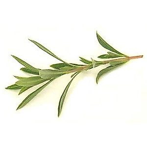 Summer Savory Seeds - Every herb Garden Needs Savory Seeds-(25 - Seeds)