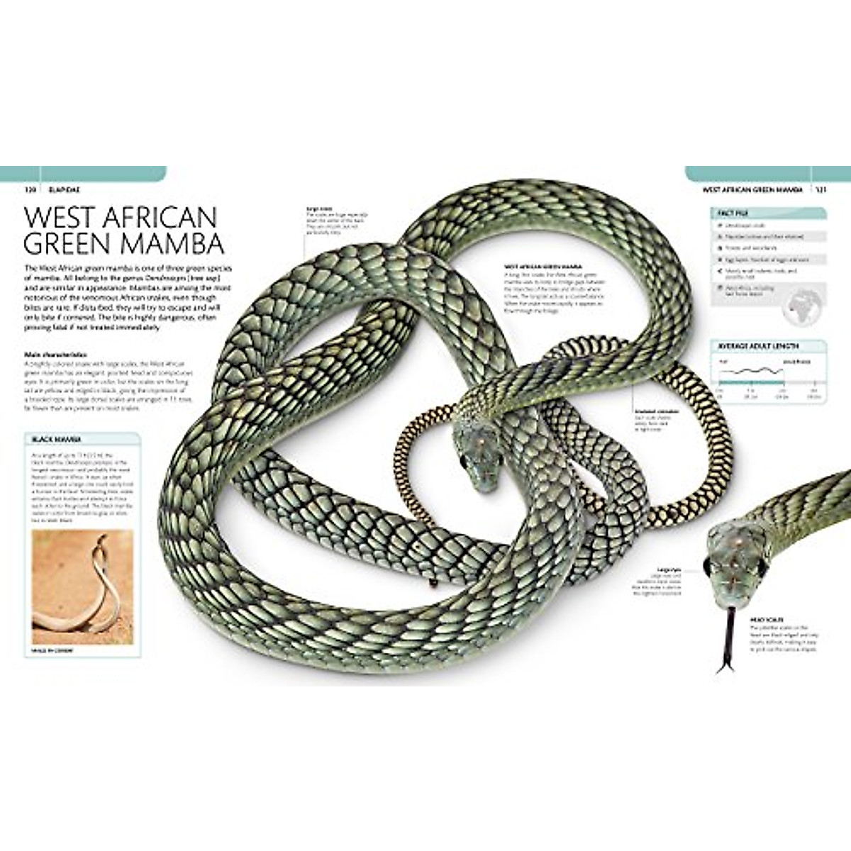 Snake: The Essential Visual Guide