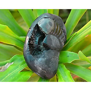2.25"X4"Shri Laxmi Narayan Shaligram, Rare & Special One Piece, Religious Gifts, Saligram Stone - Gandaki River -I-6051