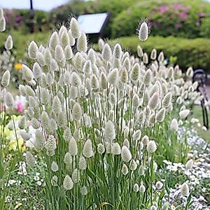 30 Bunny Tails Ornamental Grass Seeds for Planting, Dried Flowers, Crafts, Lagarus Ovatus - Ships from Iowa, USA