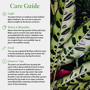 American Plant Exchange Calathea Rattlesnake with Stylish Pot Cover, Live Indoor Houseplant, 6-Inch Pot, Long Leaf Prayer Plant, Pet Safe, Tropical Houseplant for Home & Garden Décor