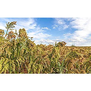 Proso Millet - Makes Great Amounts of Seeds for Birds - Beautiful in The Garden(100 - Seeds)