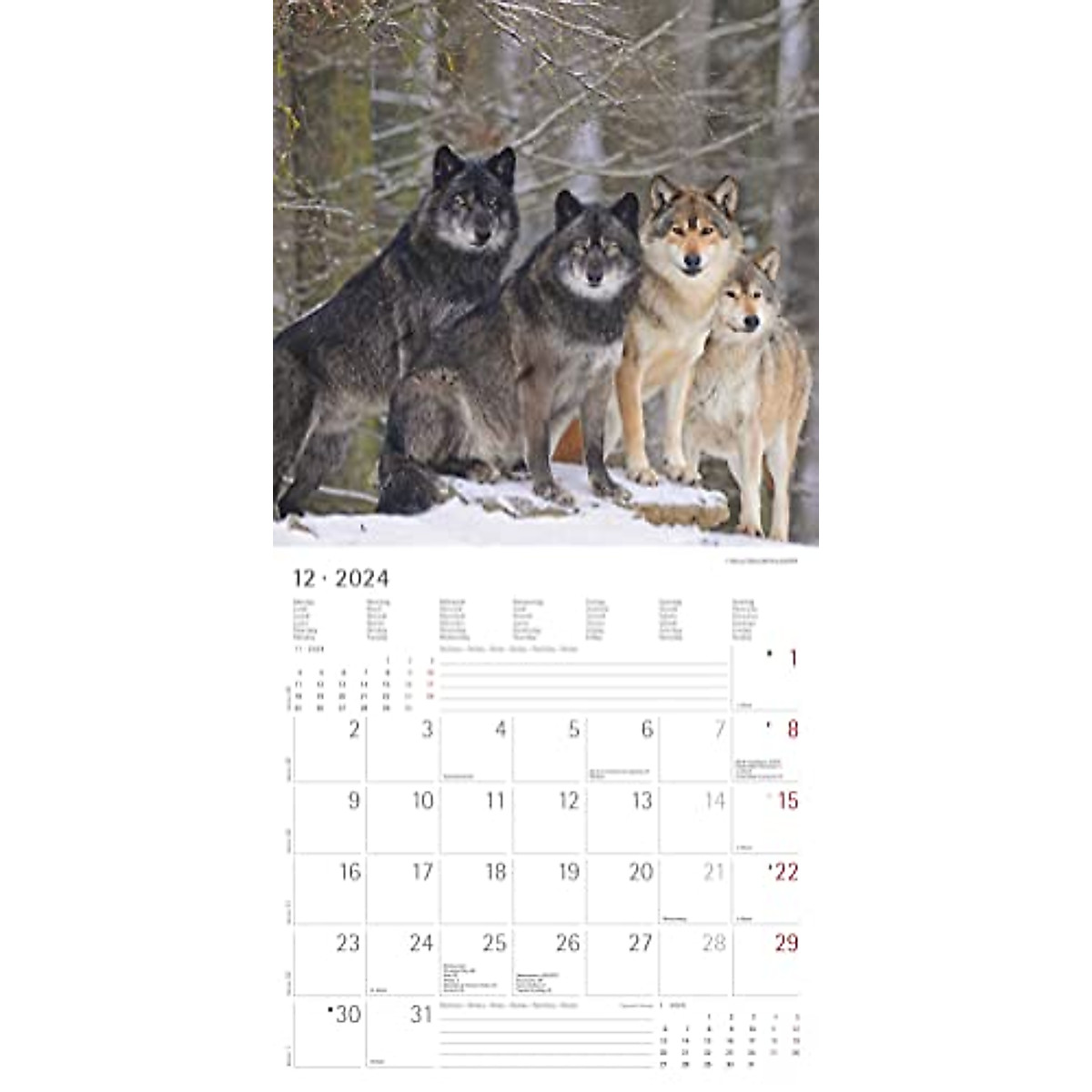 Wolves 2024 Brochure Calendar 30 x 30 cm (30 x 60 Open) Calendar with Space for Notes Wolves Picture Calendar Wall Planner Alpha Edition