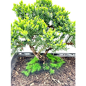 Live Dwarf Juniper Bonsai Tree About 6 Years Old with Cute Ceramic Fisherman | Juniper or Jade Bonsai Tree | Indoor/Outdoor | 100% Handcrafted| Home and Office Décor | Best Gift for Holiday