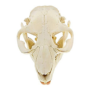 RC Beaver Skull Real Animal Skull – Professional Taxidermy Skull with Beaver Teeth Animal Skeleton Real Skull Bones