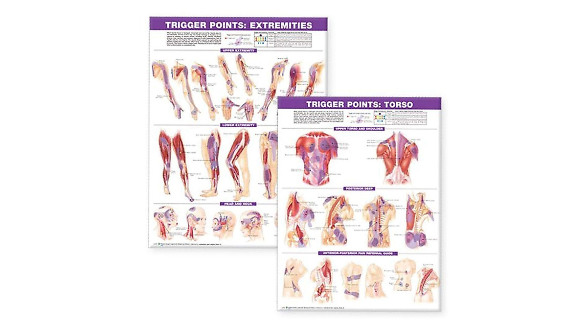 Trigger Point Chart Set: Torso & Extremities for Pain Relief & Learning