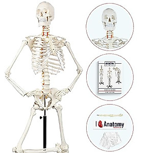 Anatomy Skeleton Model, Adult Human Anatomical Skeletal Model - Made for Students, Teachers, Medical Professionals - Includes Bone Anatomy Numbering Guide, Dust Cover & Stand - Made by Axis Scientific