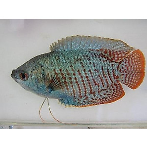 Neon Blue Dwarf Gourami Male