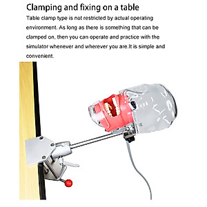 DenFactory Simple Head Model Dental Simulator Phantom Manikin with Teeth for Teaching Practice Study Training Fixed on Desk