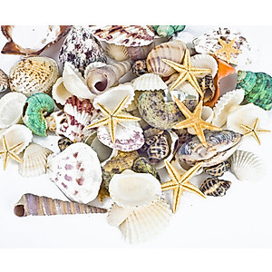Famoby Sea Shells Mixed Beach Seashells Starfish for Beach Theme Party Wedding Decorations DIY Crafts Candle Making Fish Tank Vase Fillers Home Decorations Supplies 70+ pcs