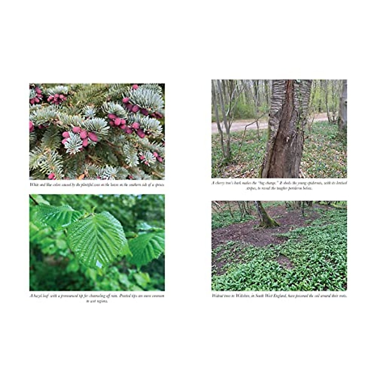 How to Read a Tree: Clues and Patterns from Bark to Leaves (Natural Navigation)