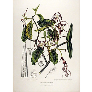 Strophanthus Dichotomus [Kombe]