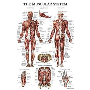 10 Pack - Anatomy Posters - Paper (Not Laminated) - Muscular, Skeletal, Digestive, Respiratory, Circulatory, Endocrine, Lymphatic, Male & Female Reproductive, Nervous System, Anatomical Charts 18"x24"